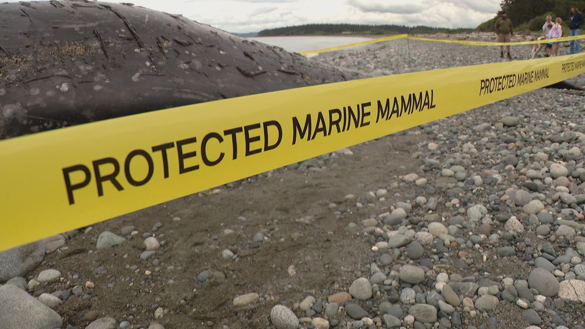 Someone carved into a beached whale on a Washington beach