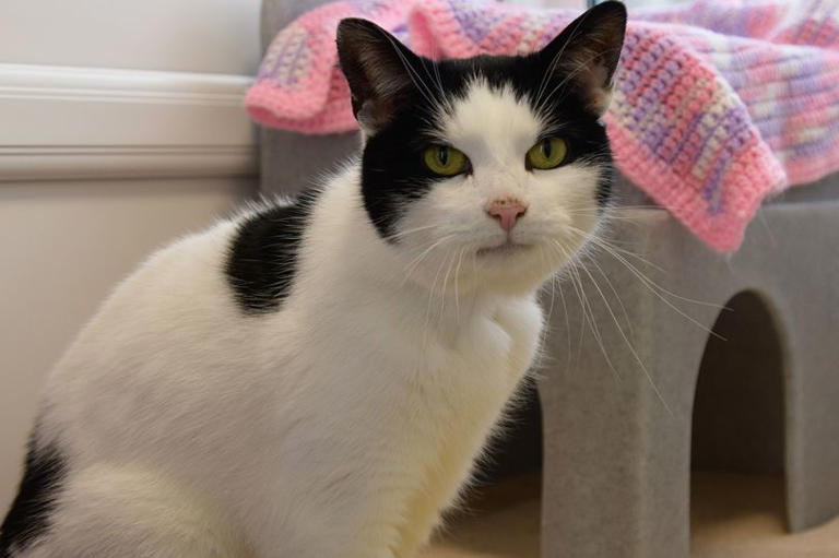 Much-loved black and white cat given up after owner went into care