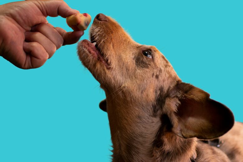 10 common foods you should never give your dog