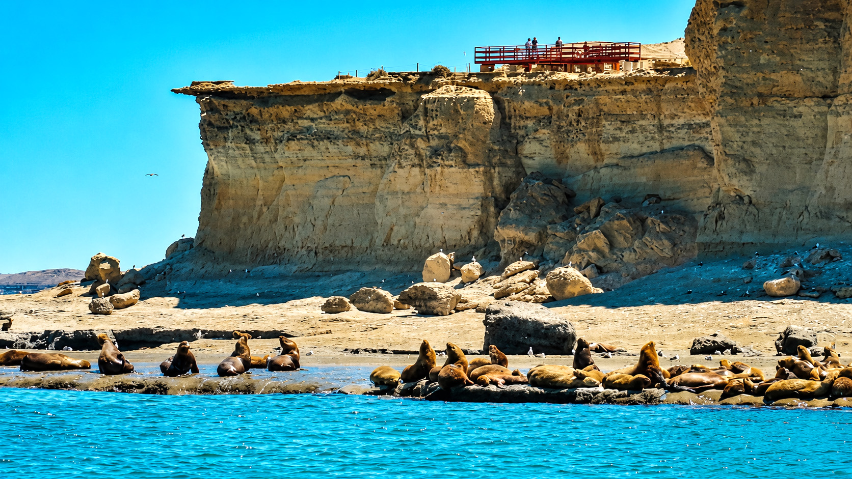 Sea lions gathering along Patagonia’s wild rocky shore