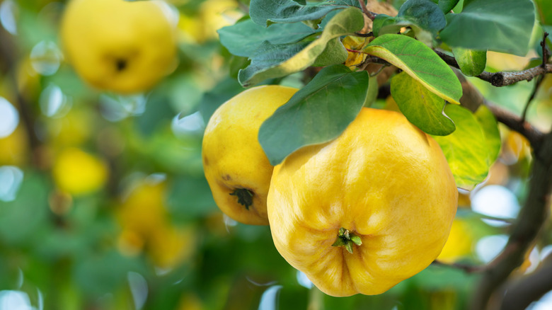What is quince, the once-popular fruit that pre-dates apples?