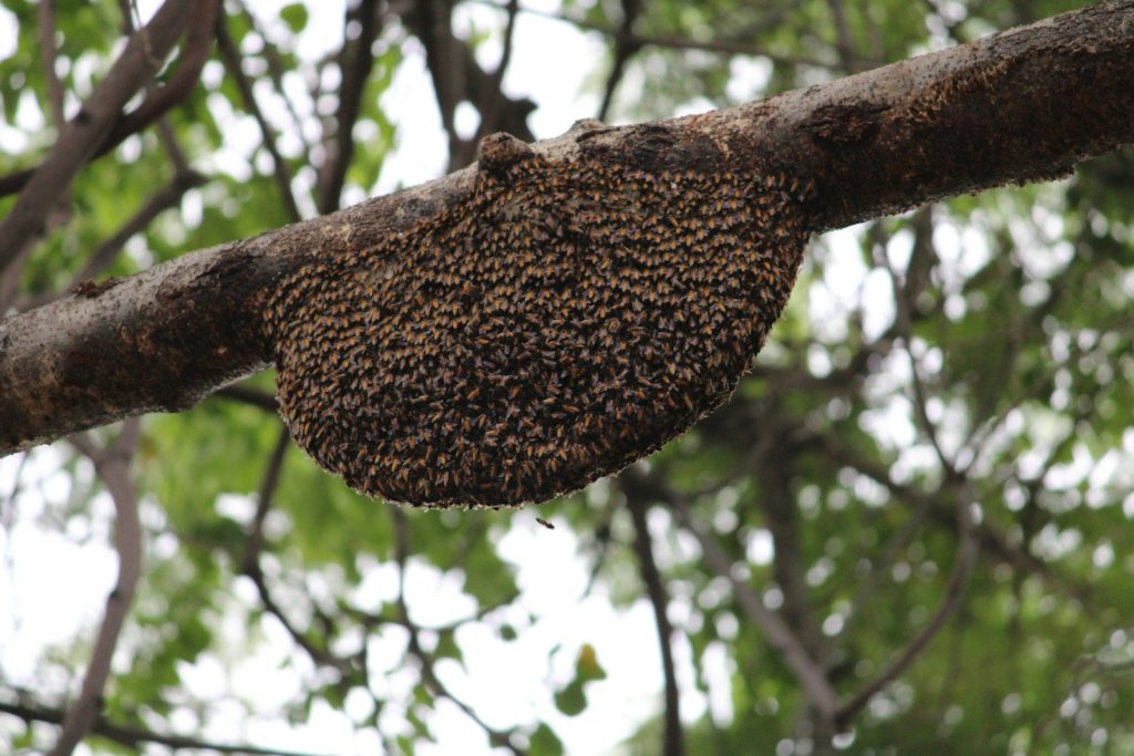 The danger of stealing honey from wild swarms