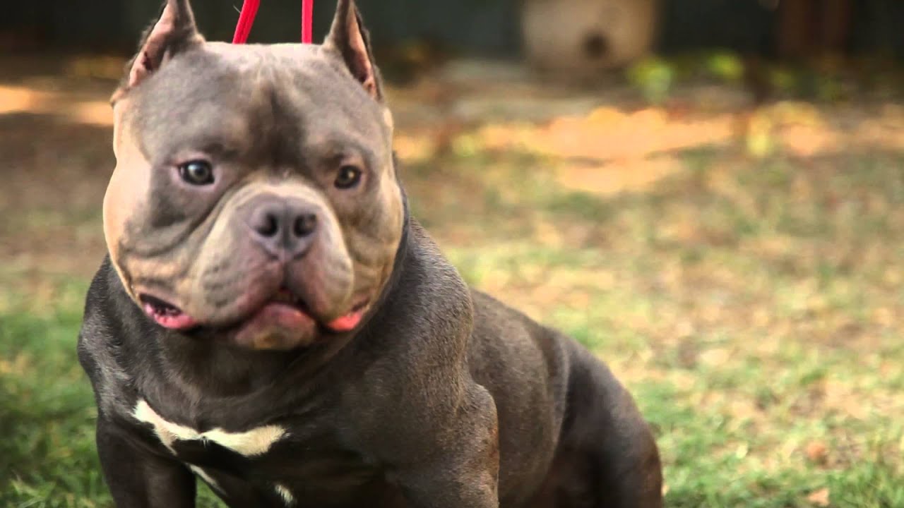 Exotic bully battle - Primo vs. G-Code