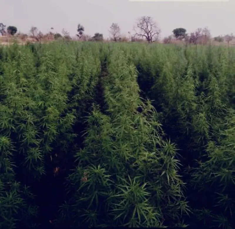 Tambaram police cracks down on ganja, illegal liquor sale