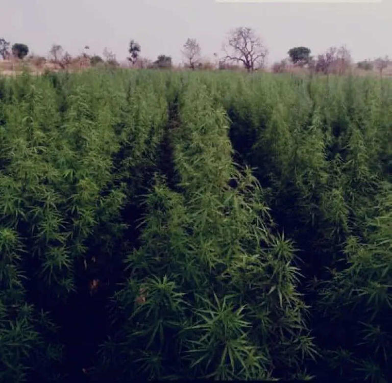 Tambaram police cracks down on ganja, illegal liquor sale