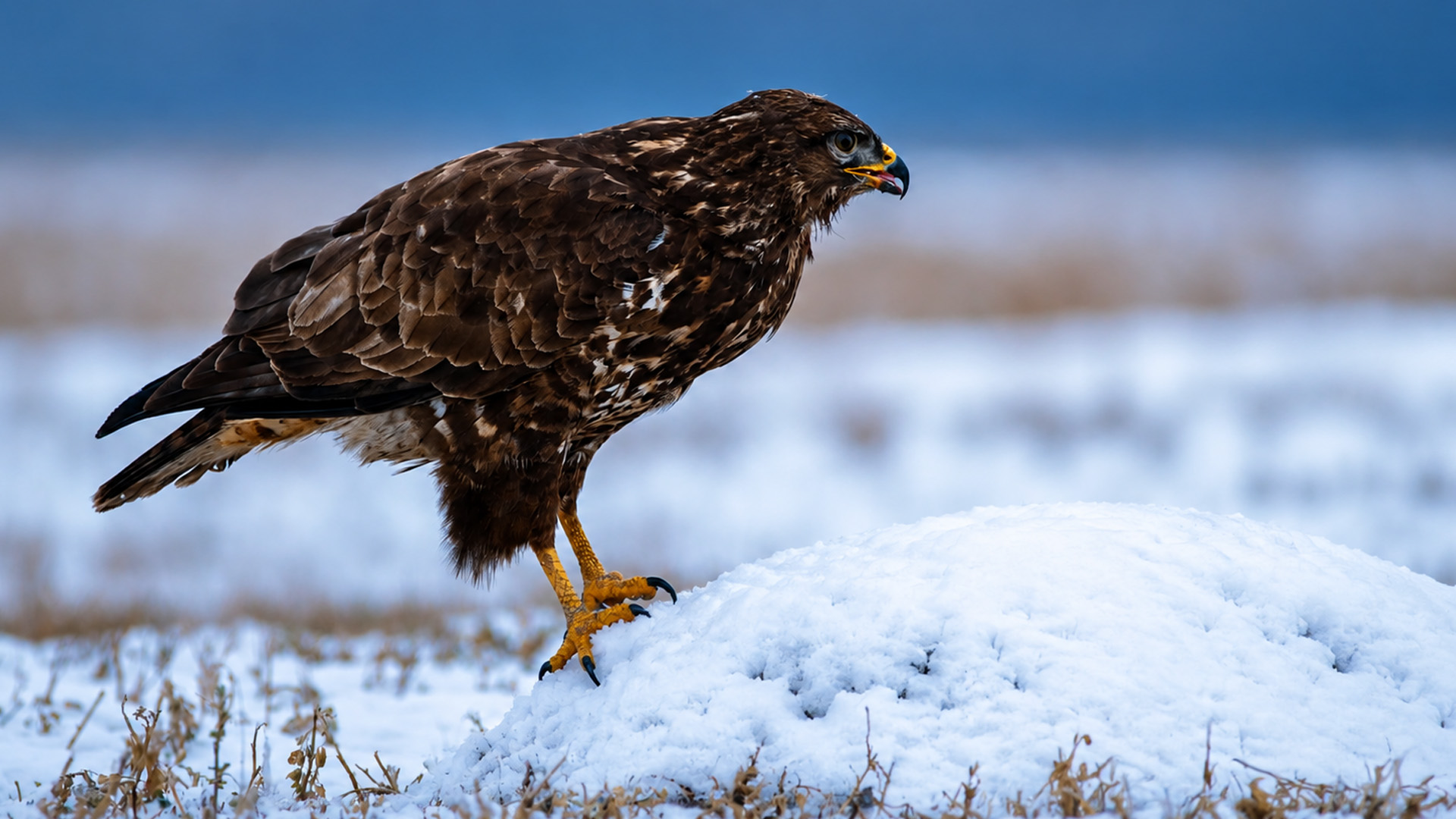 A winter wildlife camera recorded this bird of prey