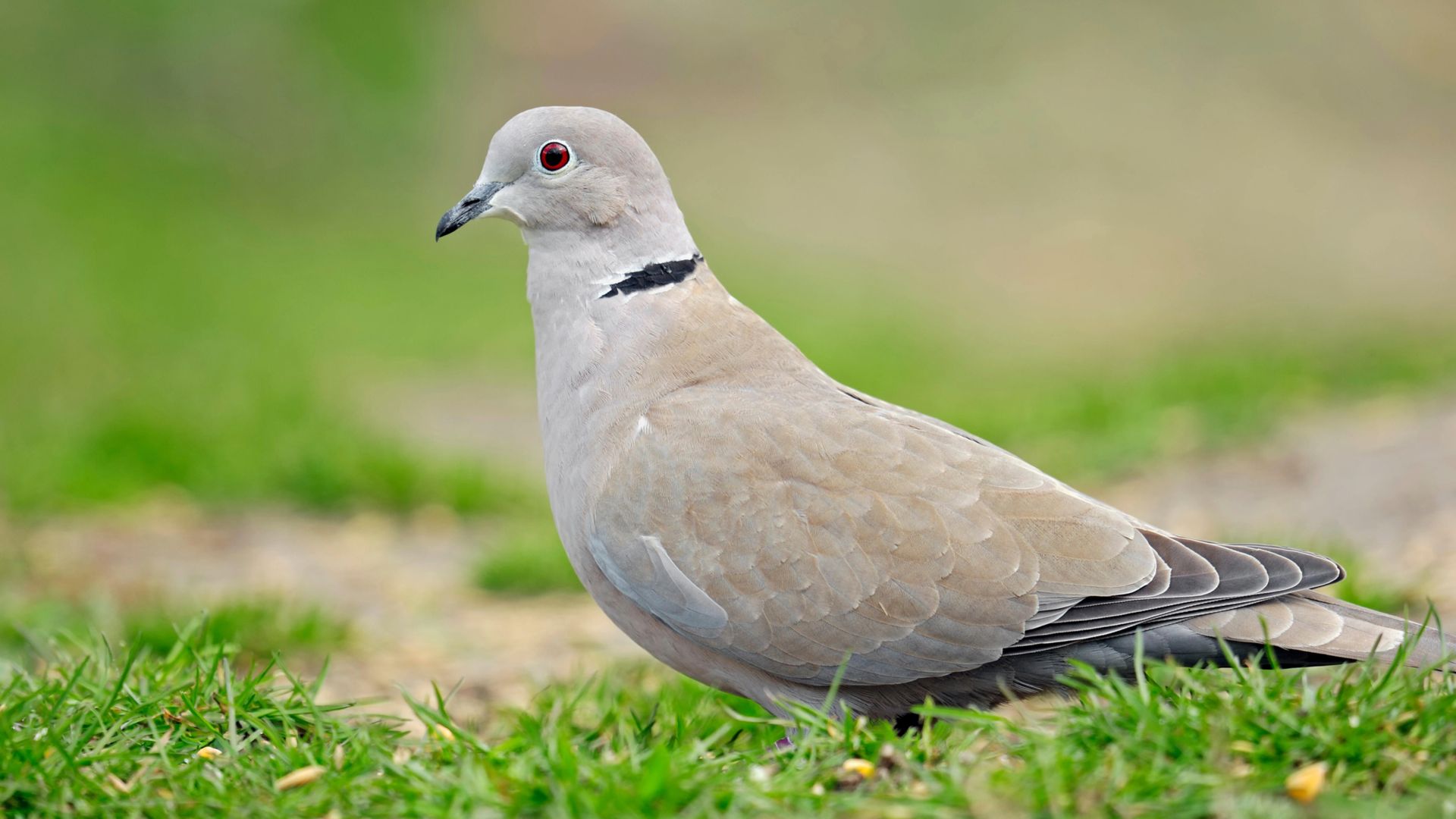 Best pet birds for beginners