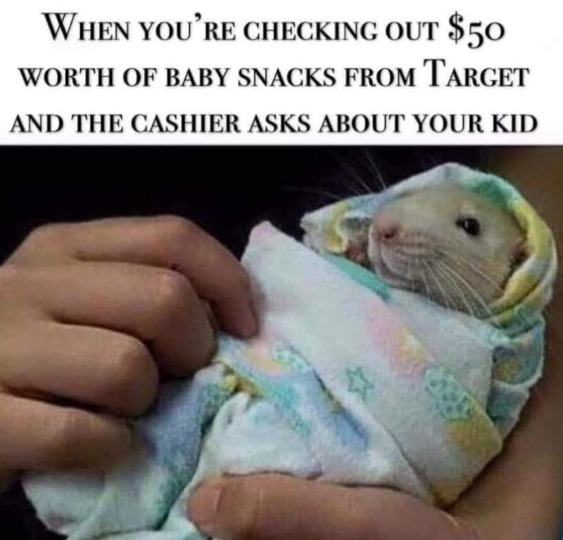 'Tiny grippers clutching stolen snacks': 21 relatable rat memes for ...