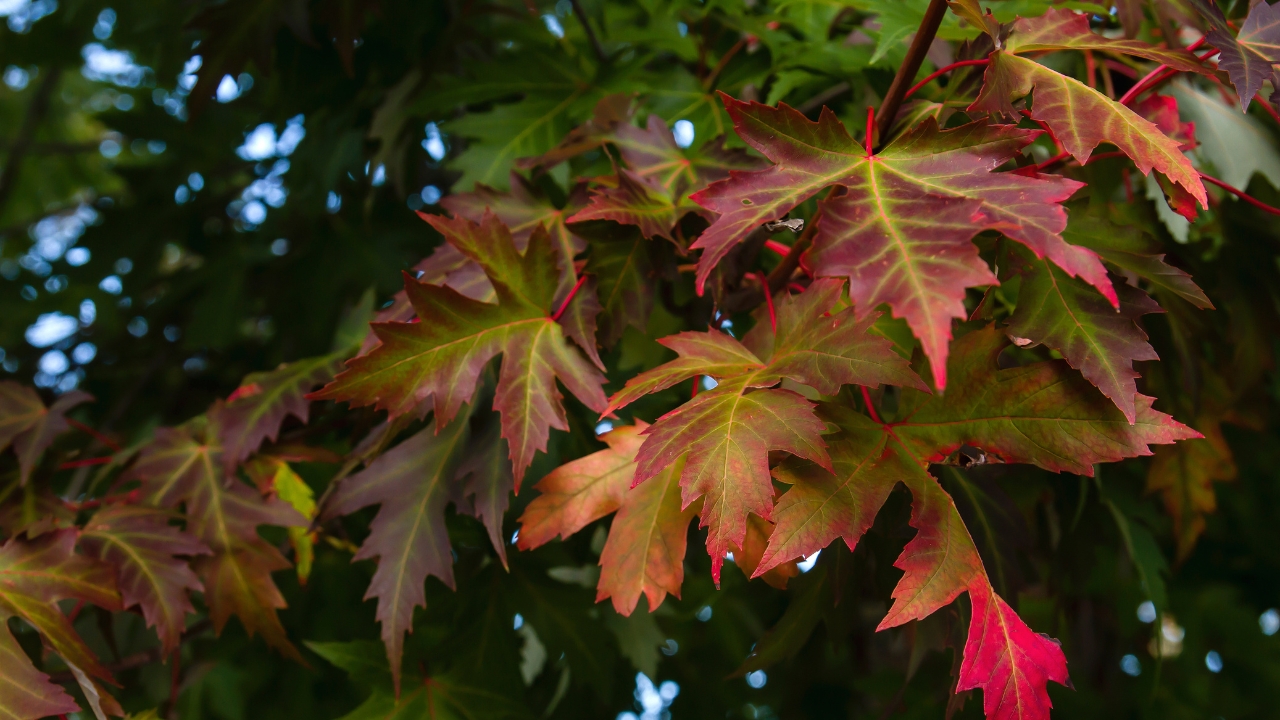 10 trees that are beautiful but bad news for your lawn
