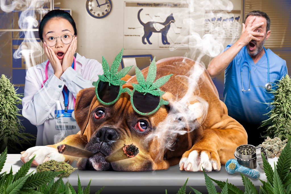 Pets are getting into owners’ weed stash — landing them at emergency ...