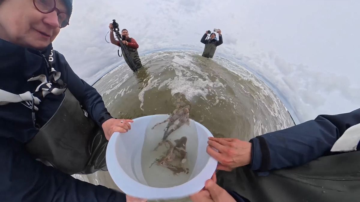 Kleine Haie zurück in die Nordsee: Katzenhaie werden vor Borkum ...