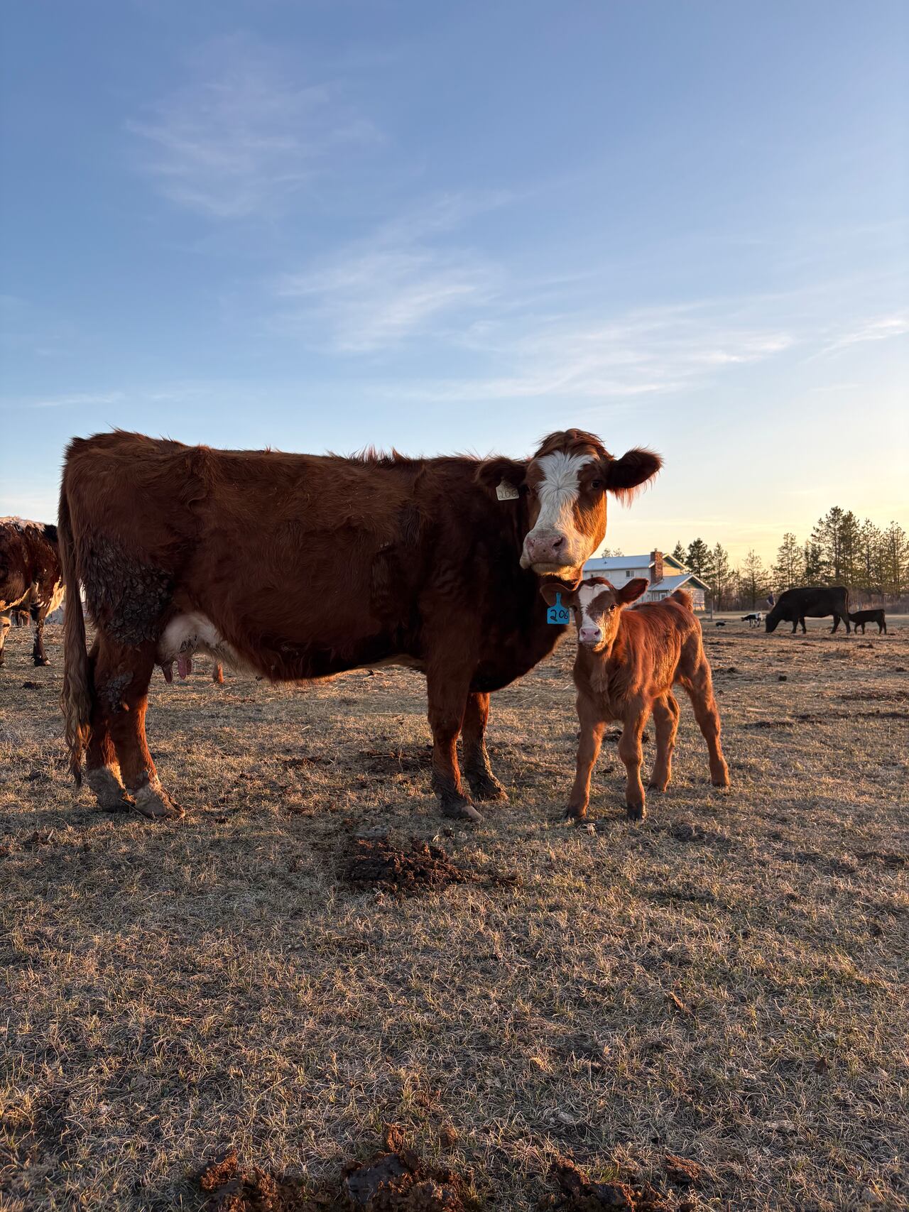 'Gold in a bag': Shortage of vital product for newborn calves leaves ...