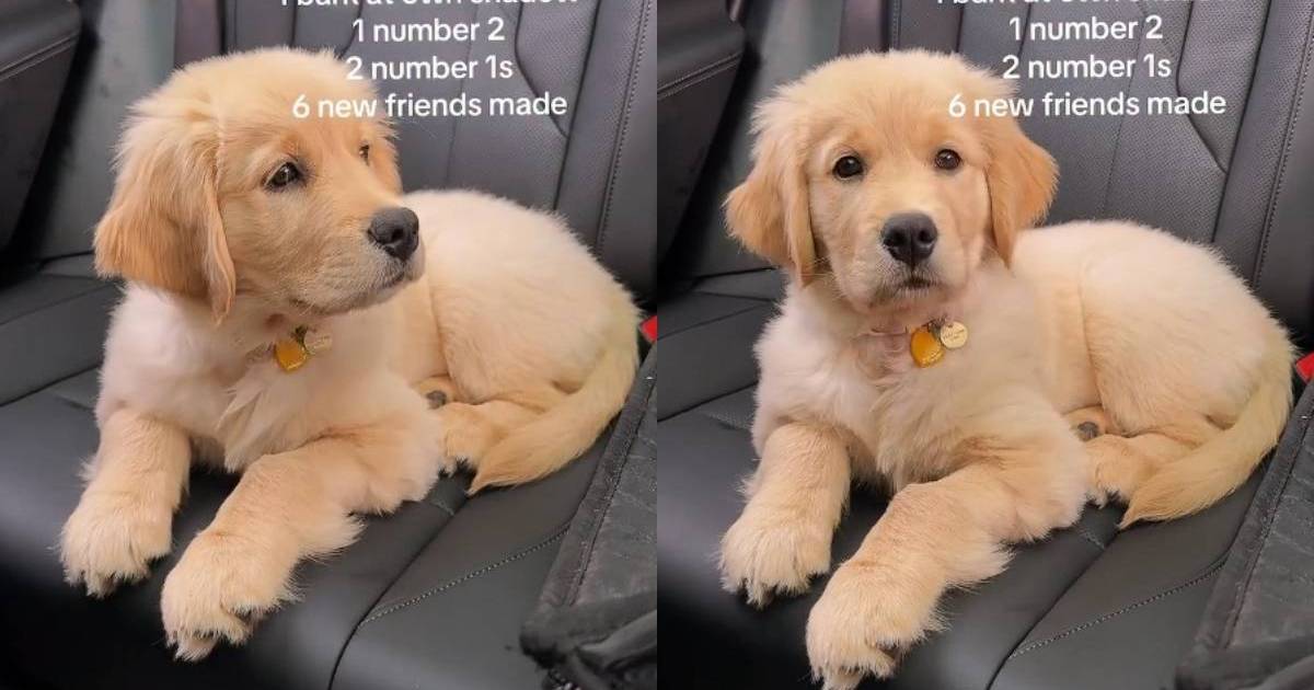 Owner reveals golden retriever pup's cute & funny walk stats