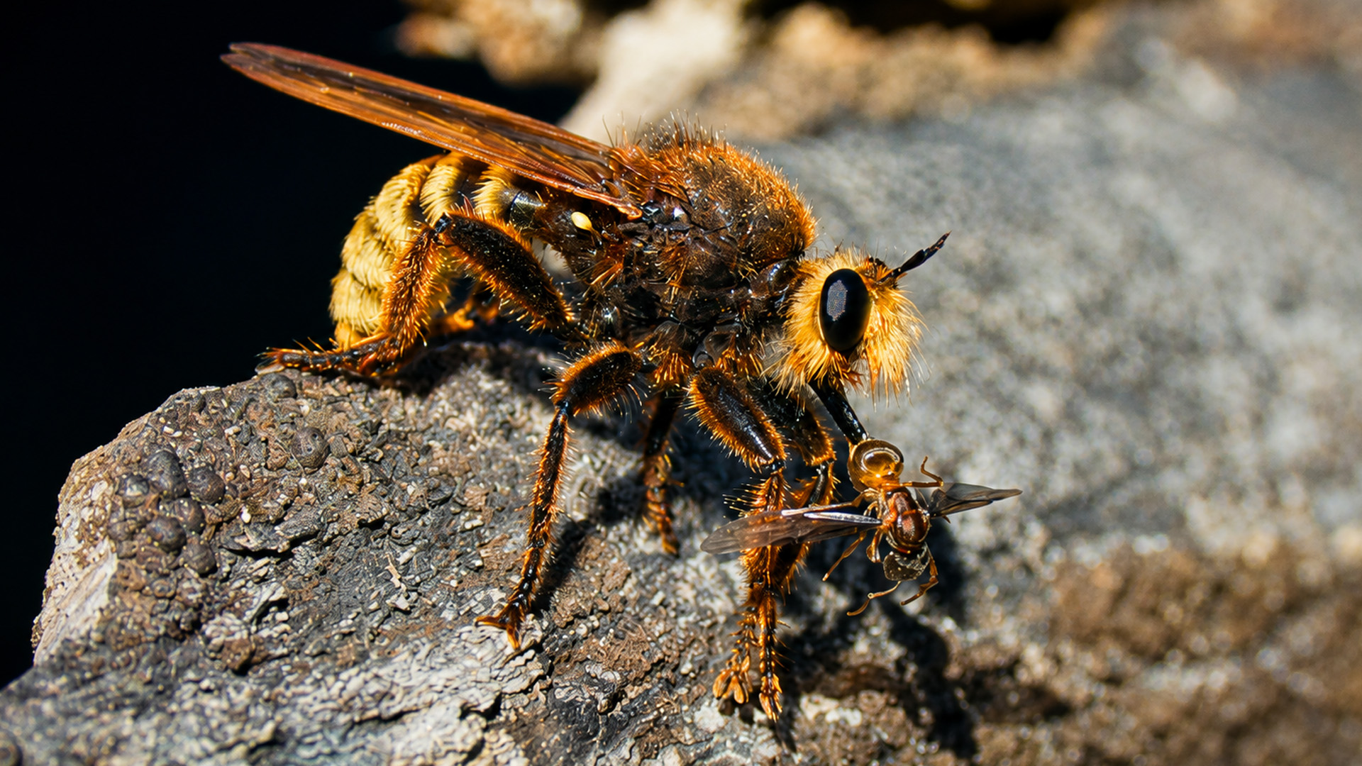 Een verborgen camera legde deze harige insectenrover van dichtbij vast