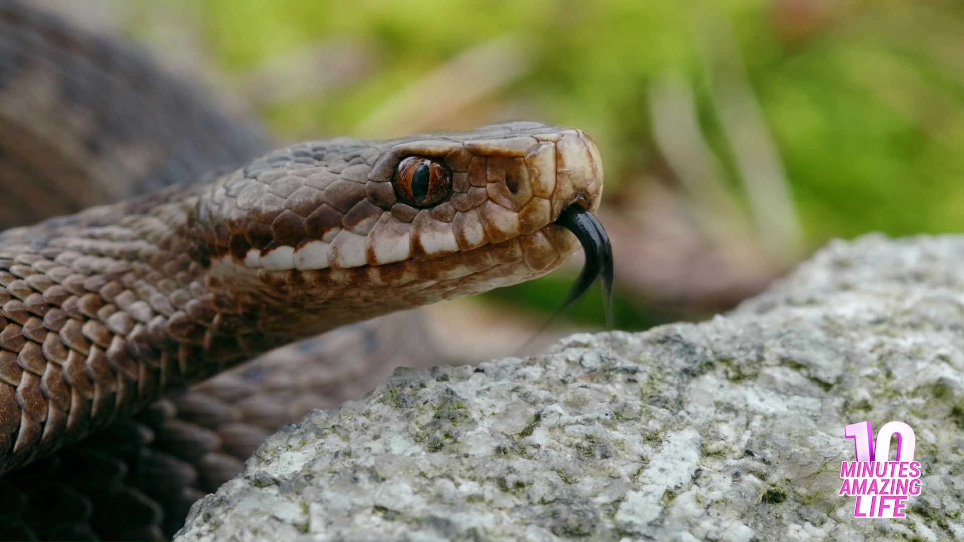 Hoe Europese adders hun omgeving voorzichtig observeren voor de jacht