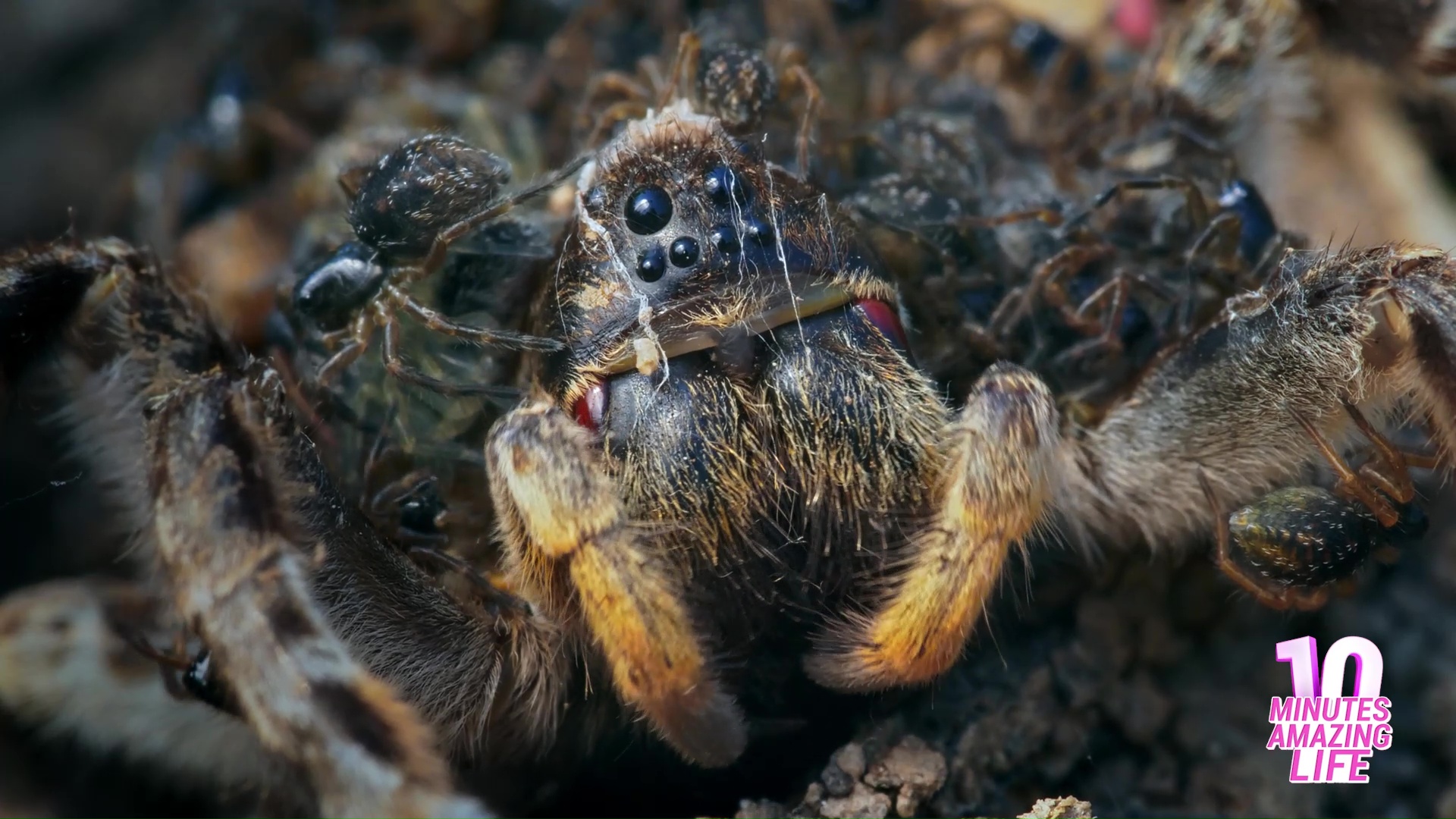 Rare close up reveals a spider mother guarding her babies