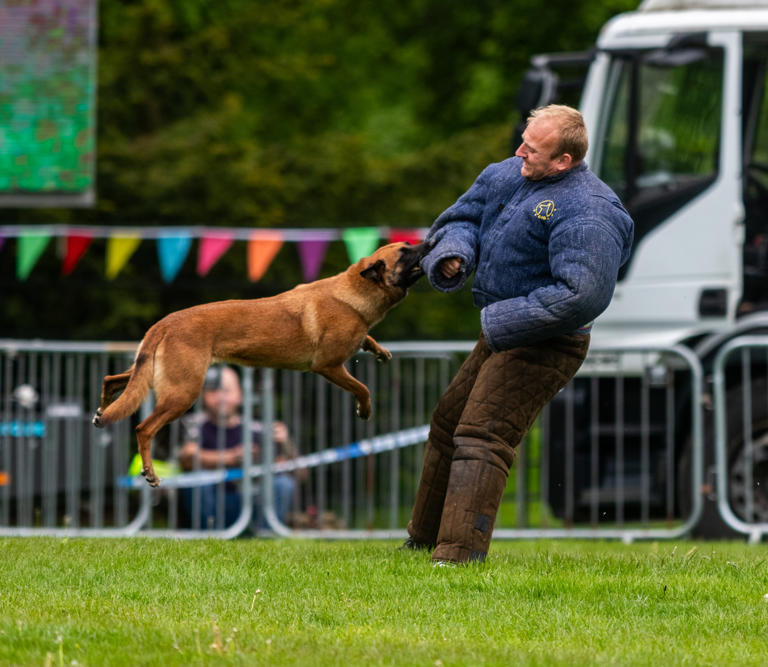 In pictures: Prestigious National Police Dog Trials take place in Wakefield