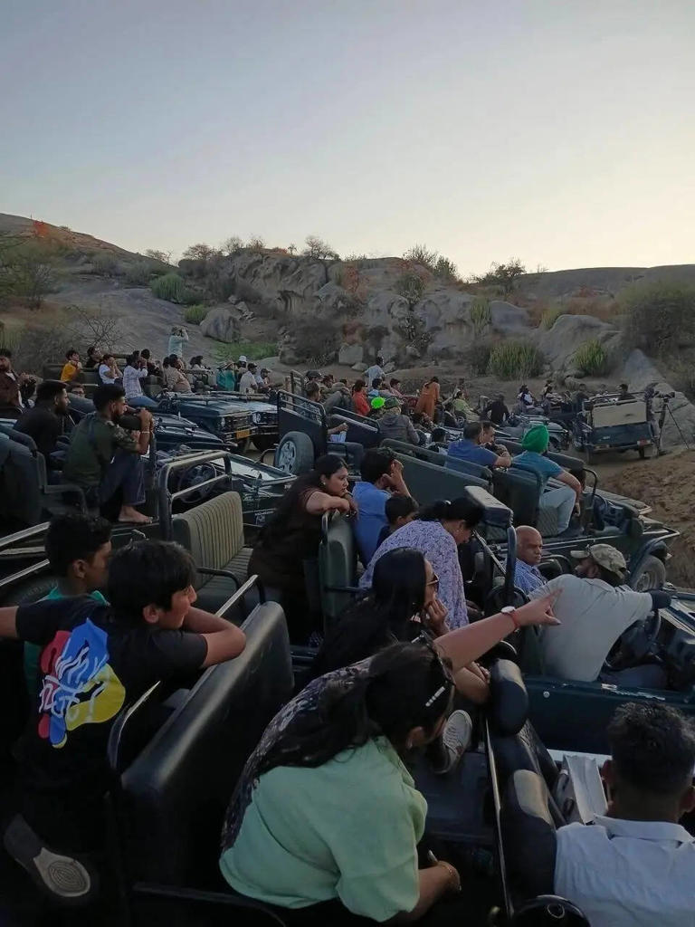 Jawai leopard safaris set for stricter regulation under new SOP