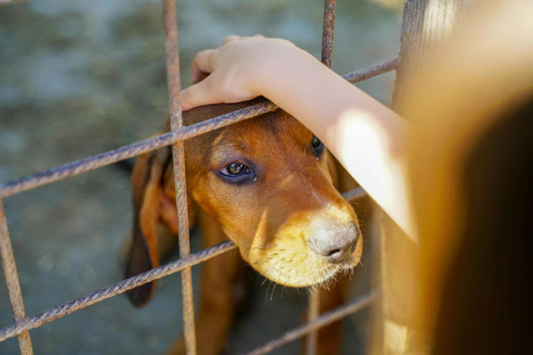 Rescued lab beagle sees the ocean for the first time—and melts hearts ...