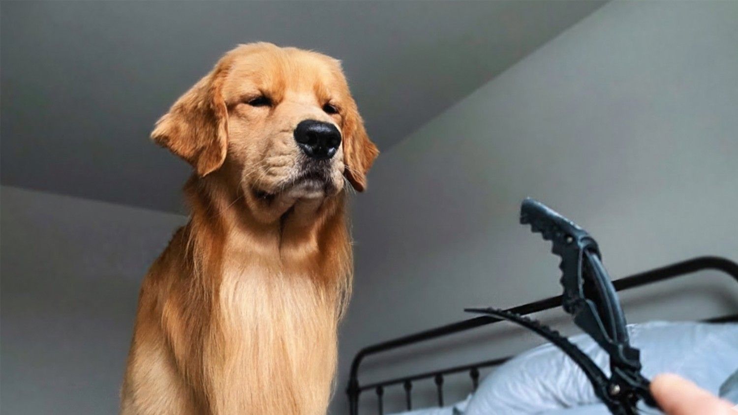 Tucker judges a tiny hair clip