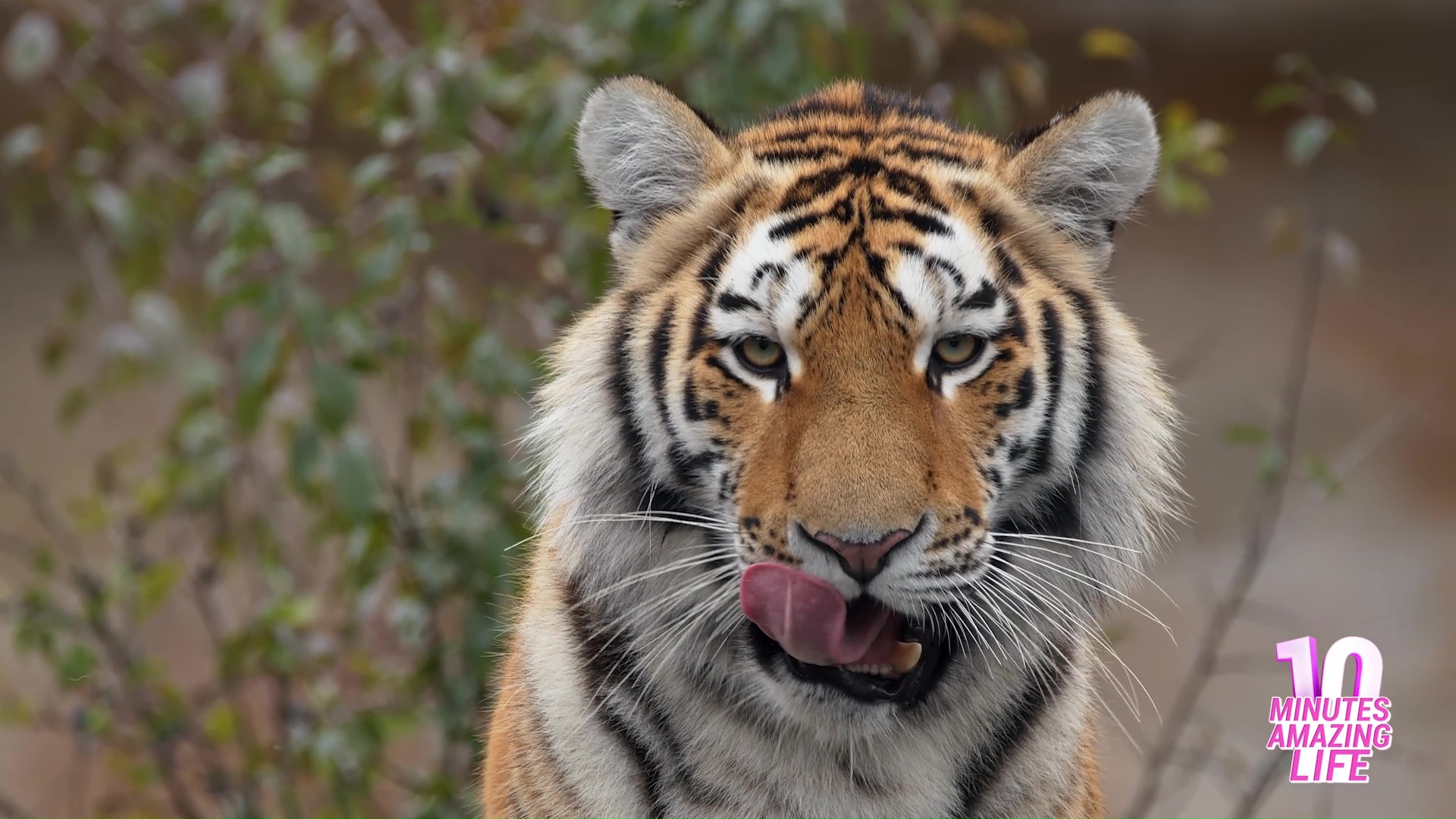 Siberische tijger observeert voorzichtig terwijl hij zijn territorium ...