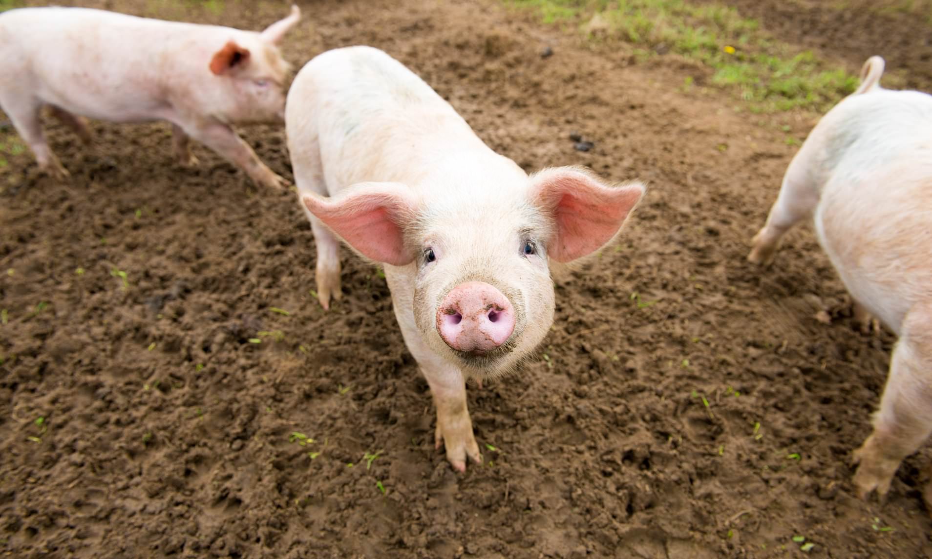 Farmers' desperate plea as plunging prices threaten future of ...