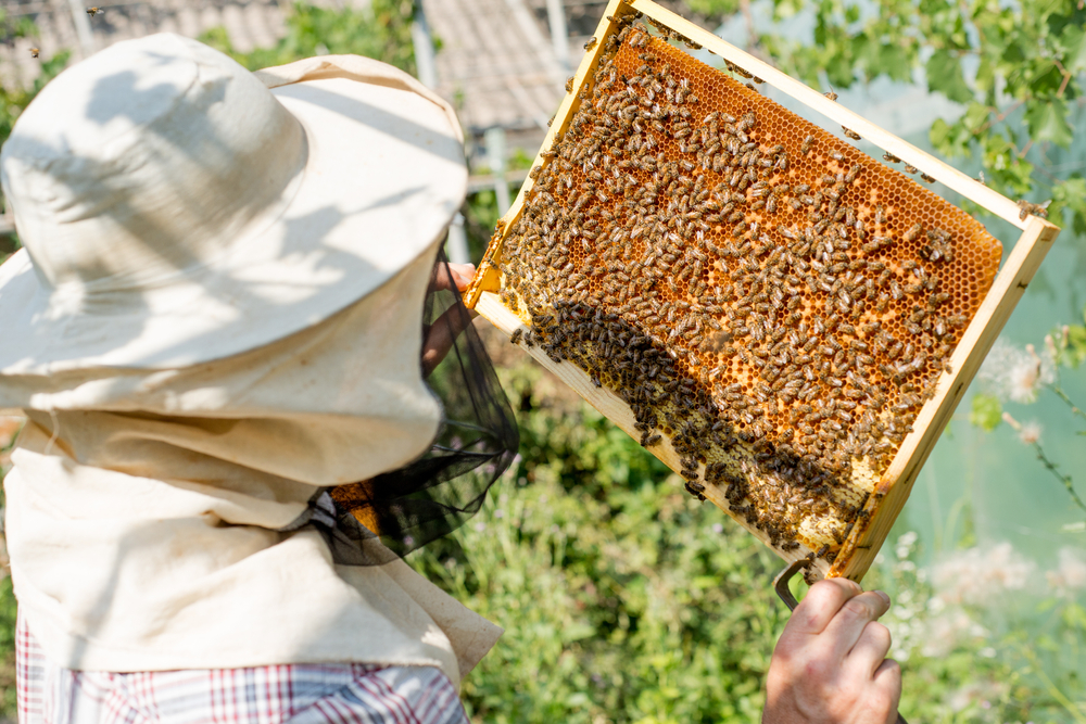 17 honey farm and pollinator garden trips for families