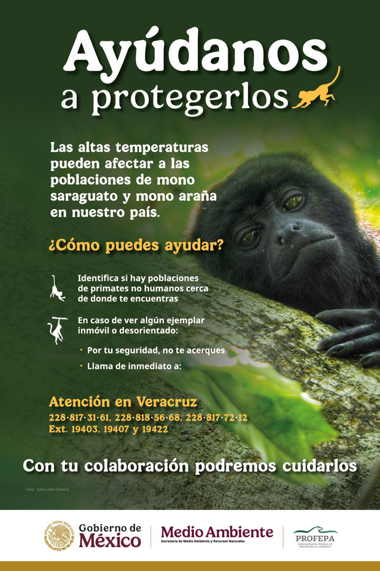 Activan protocolo de atención a monos mexicanos por altas temperaturas ...