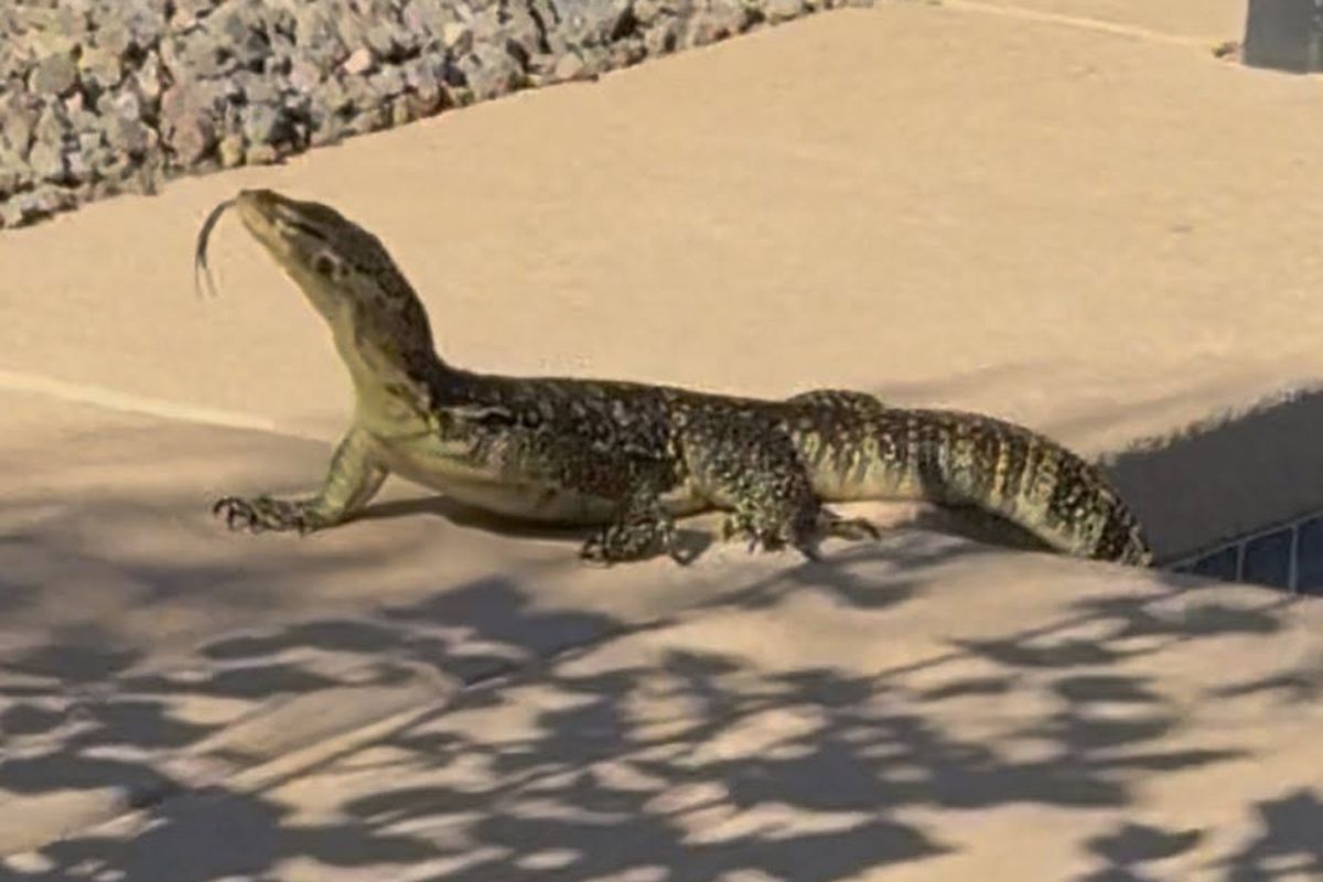 Man spotted a lizard lurking in his backyard pool. Later, discovered ...