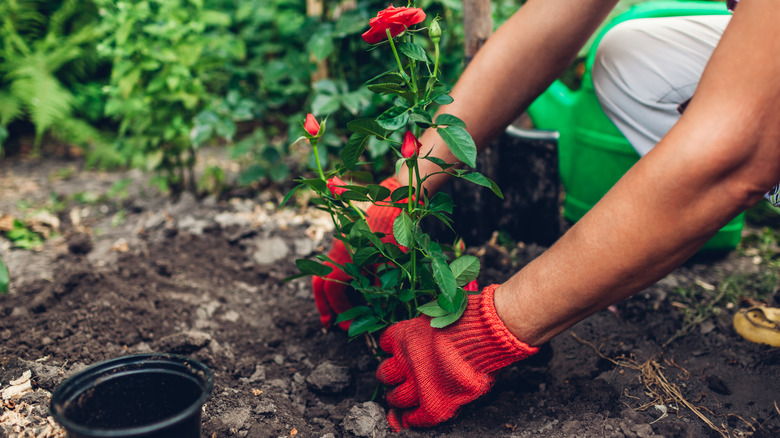 Gardening mistakes to avoid to get more blooms from your roses