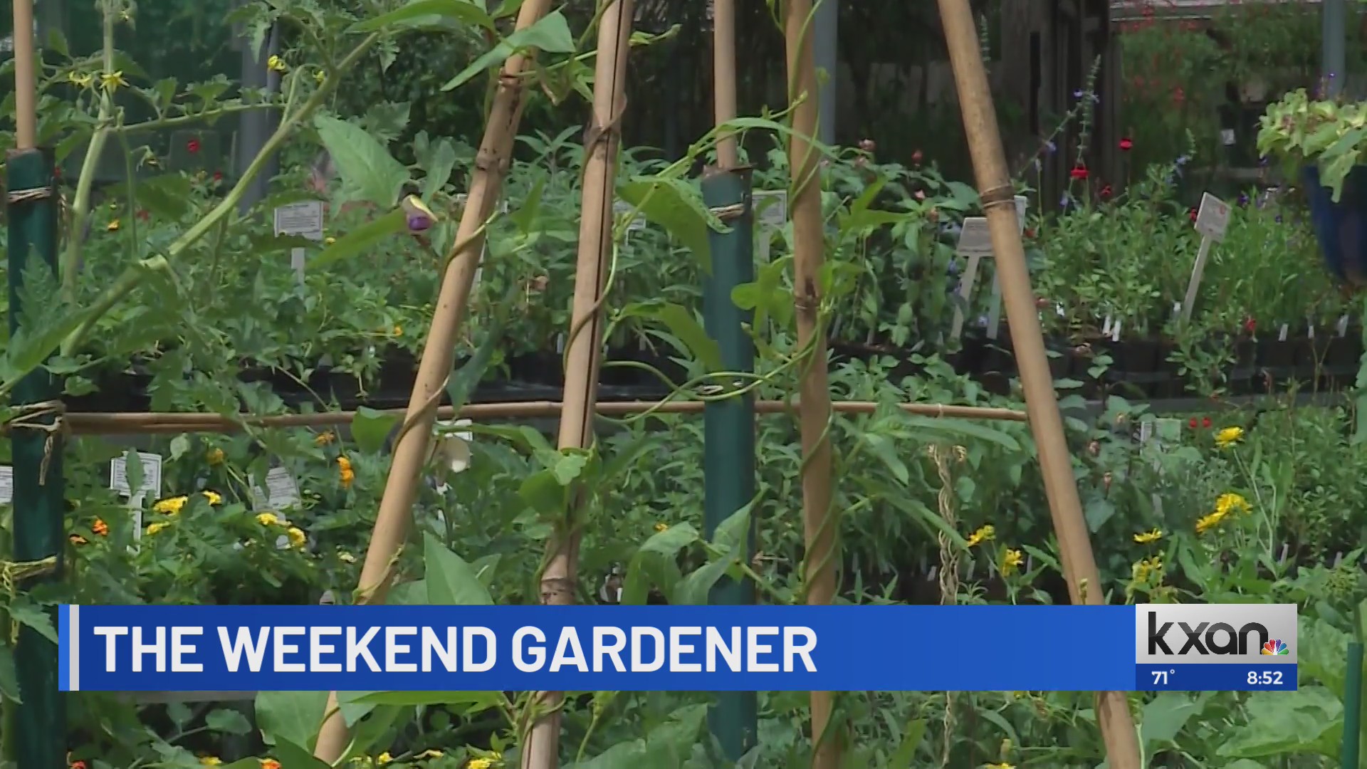 The weekend gardener: Growing food in your garden with limited space