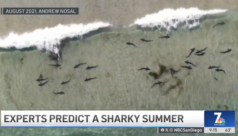 Shark season could be brutal in SoCal this summer, experts warn