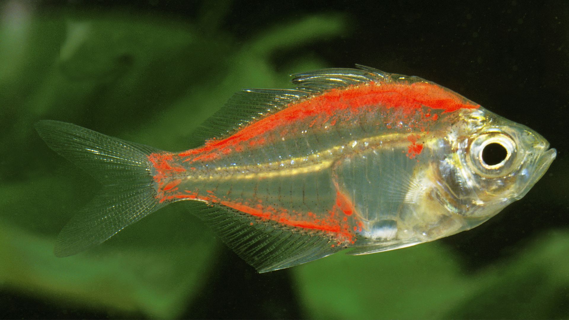 Beautiful freshwater fish you can keep as a pet
