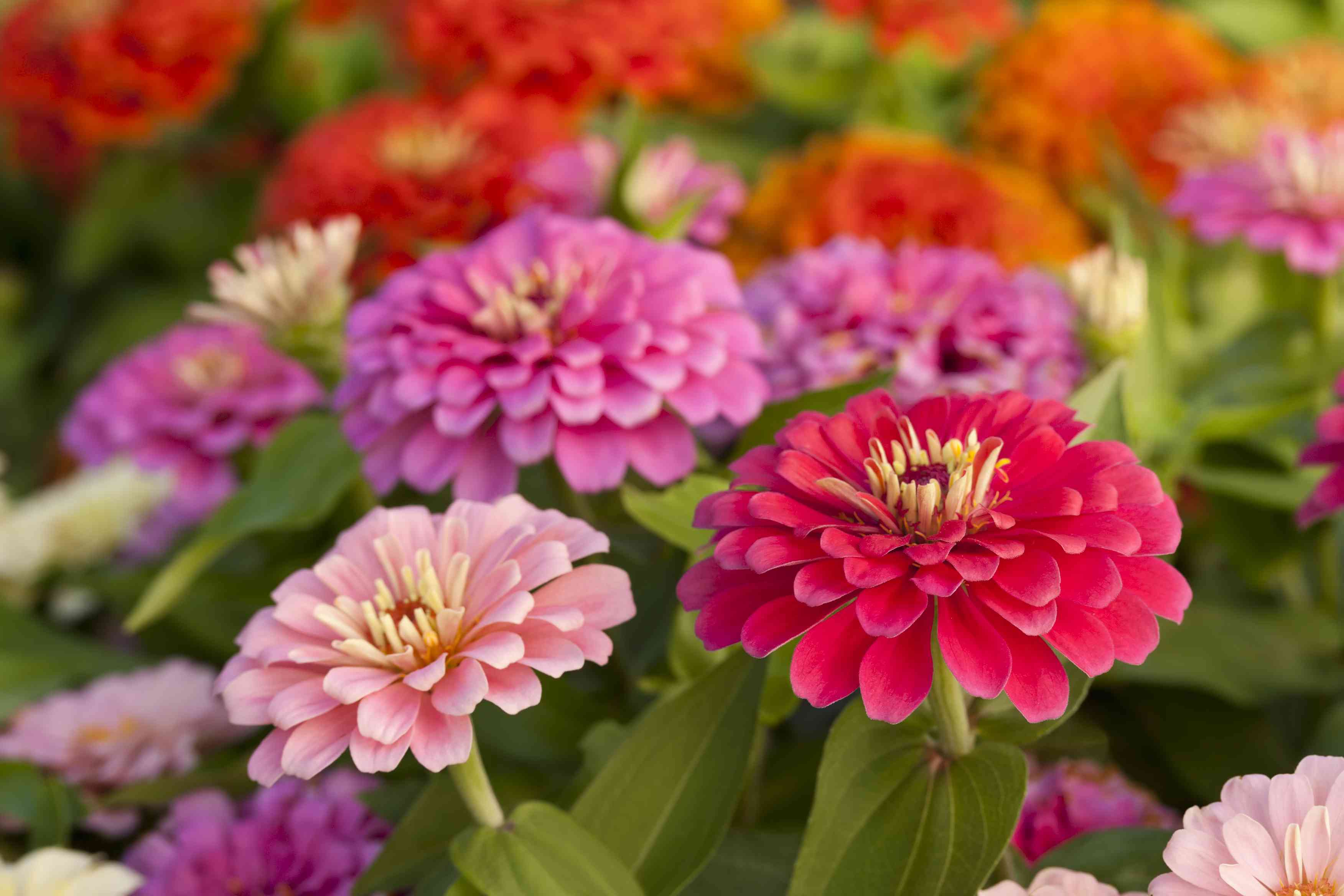8 fast-growing flowers you can plant right now for a colorful summer garden