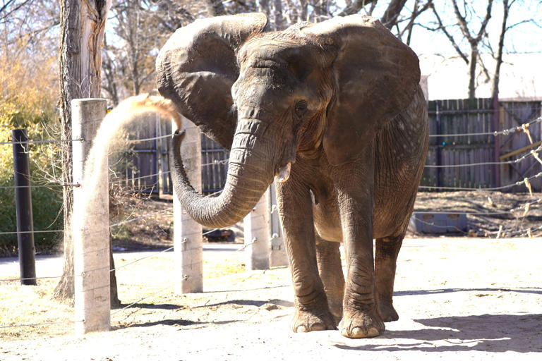 Topeka Zoo announces the passing of Tembo the elephant