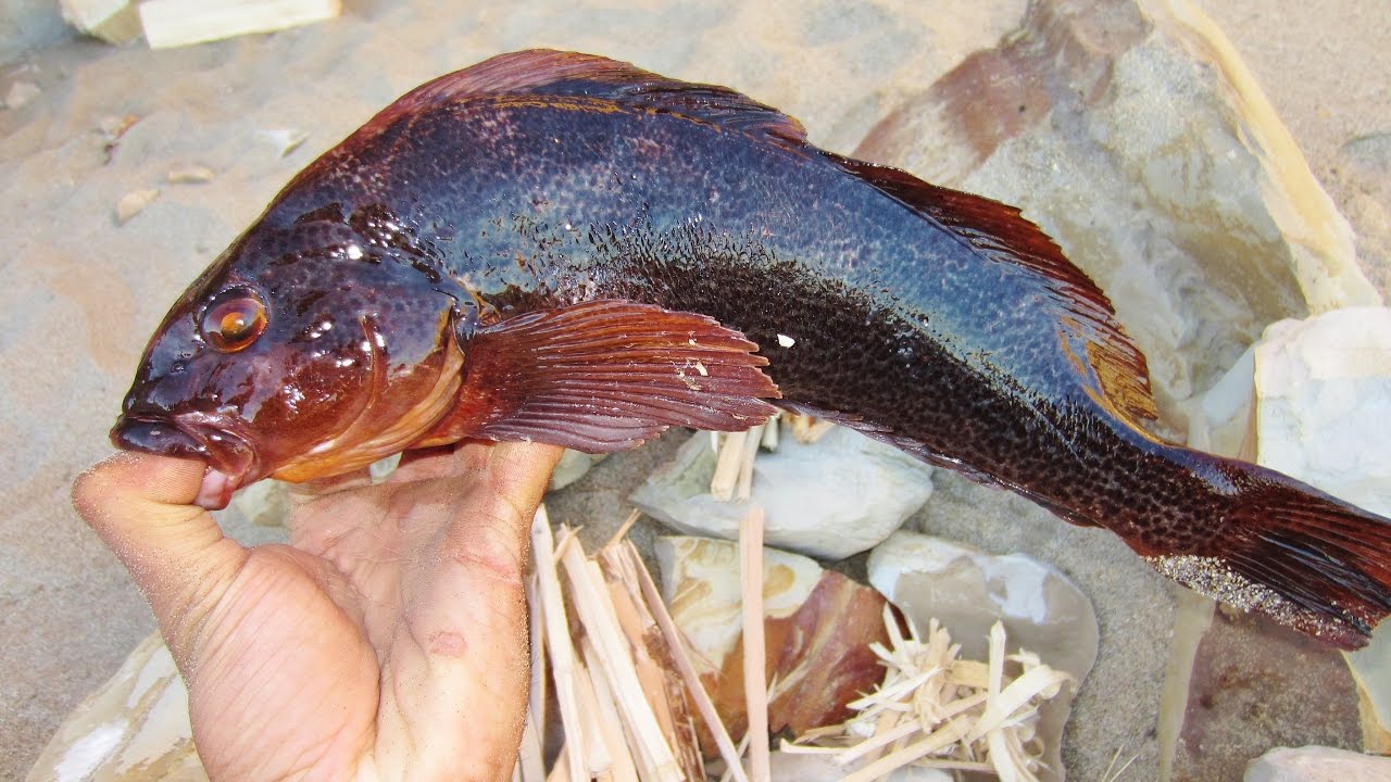 From catch to camp: A kelp greenling adventure