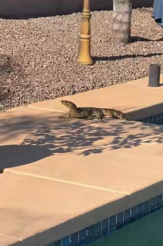 Man spotted a lizard lurking in his backyard pool. Later, discovered ...