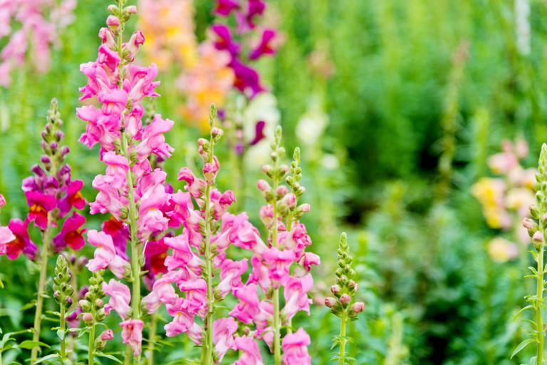 8 fast-growing flowers to fill your garden with instant color