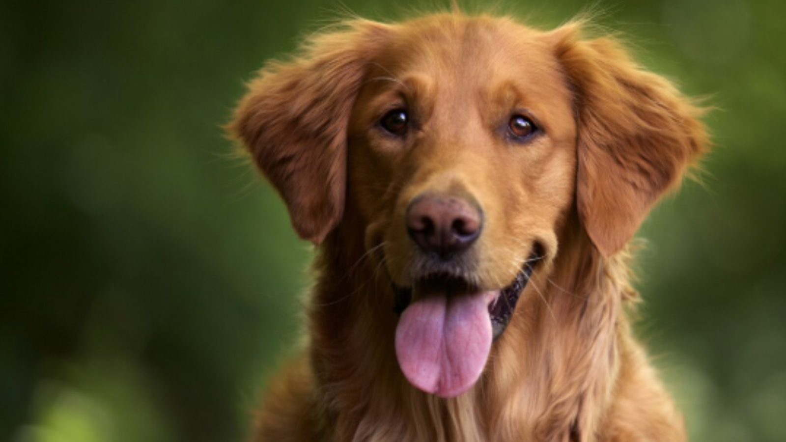 What your dog is really trying to tell you