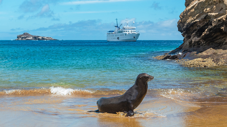 The 4 best Galapagos Islands cruises, according to reviews