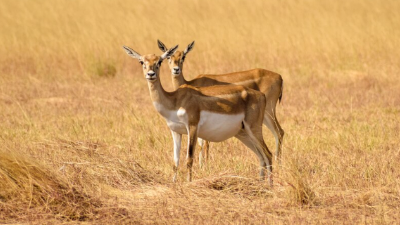 Rare desert animals in Rajasthan that few people have seen