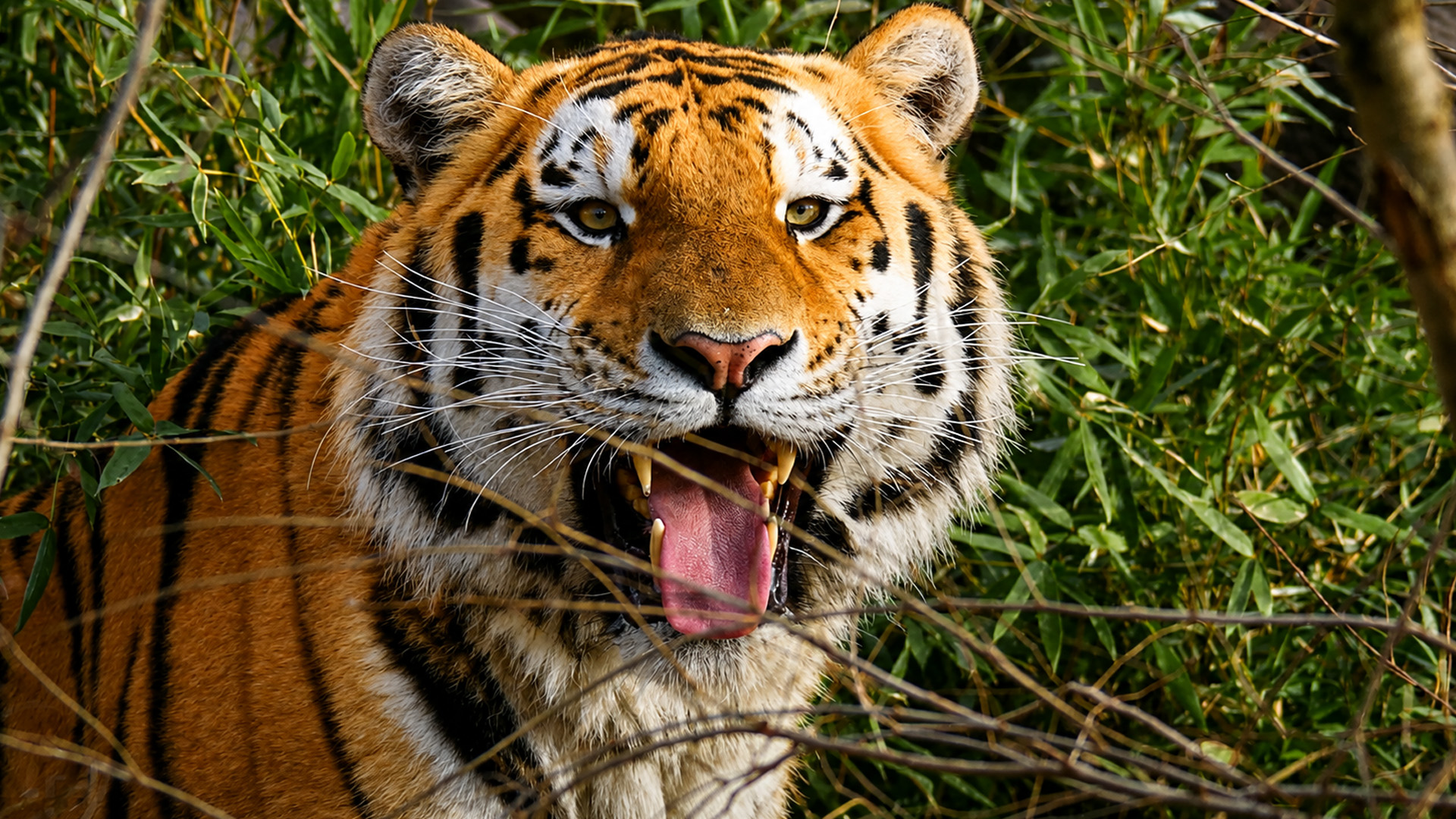What this tiger did after noticing the camera was intense