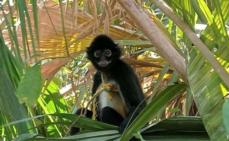Activan protocolo de atención a monos mexicanos por altas temperaturas ...