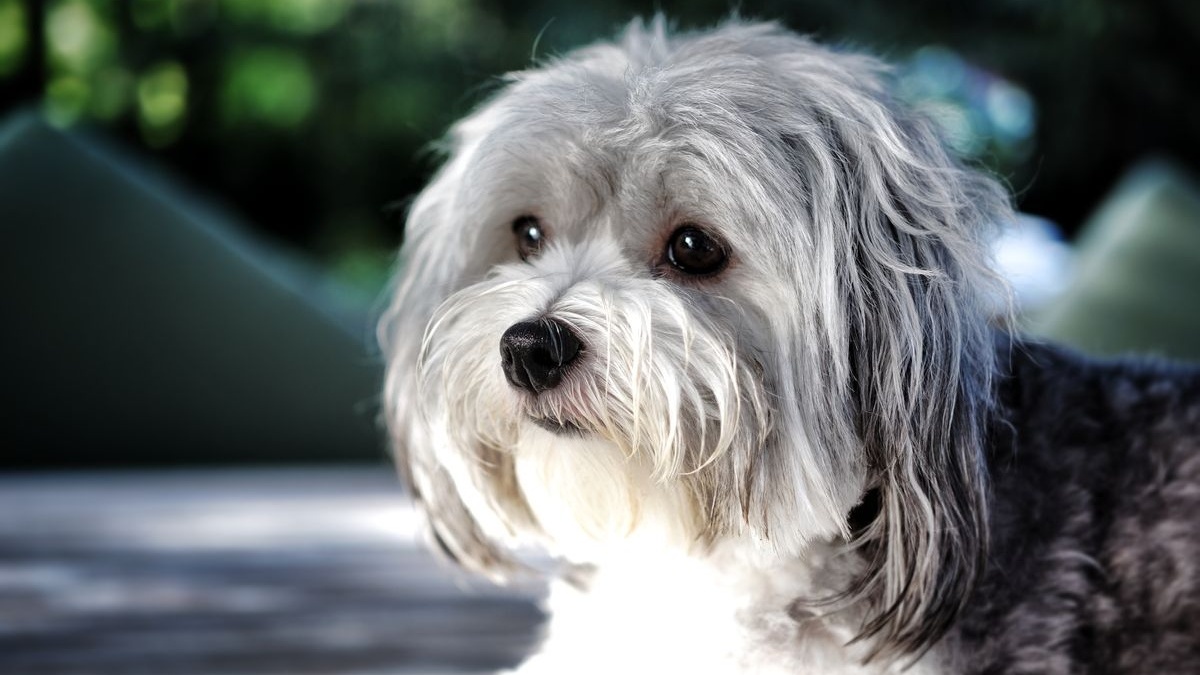 14 small dog breeds known for their affection and attachment, according ...