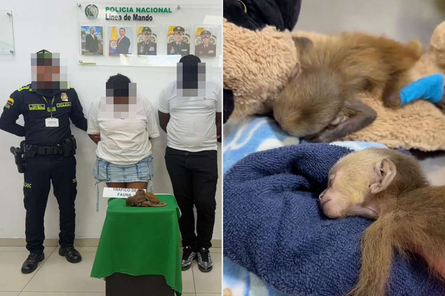 Monkey suffocates to death after couple allegedly attempted to smuggle ...