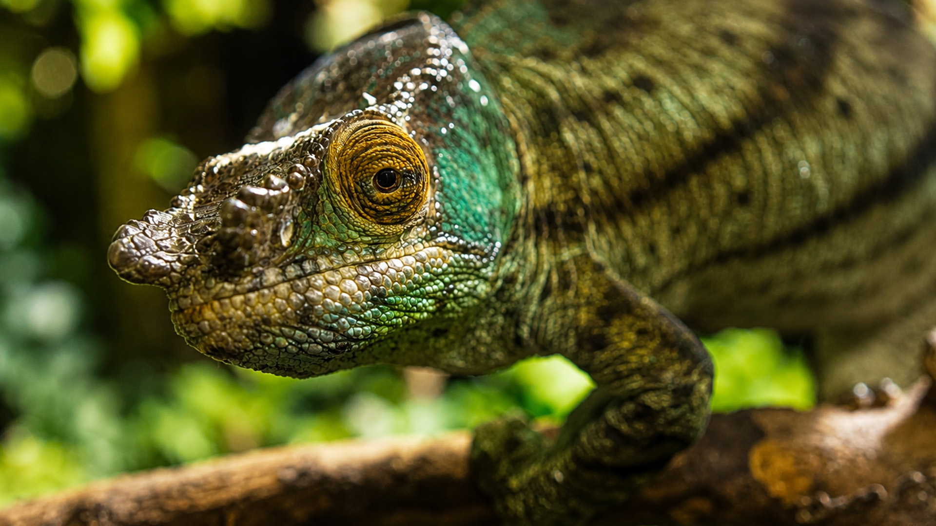 Macronatuurbeelden onthullen de textuur van een kameleon