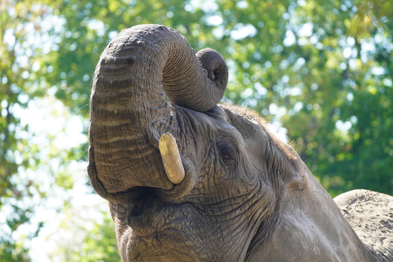 Topeka Zoo announces the passing of Tembo the elephant