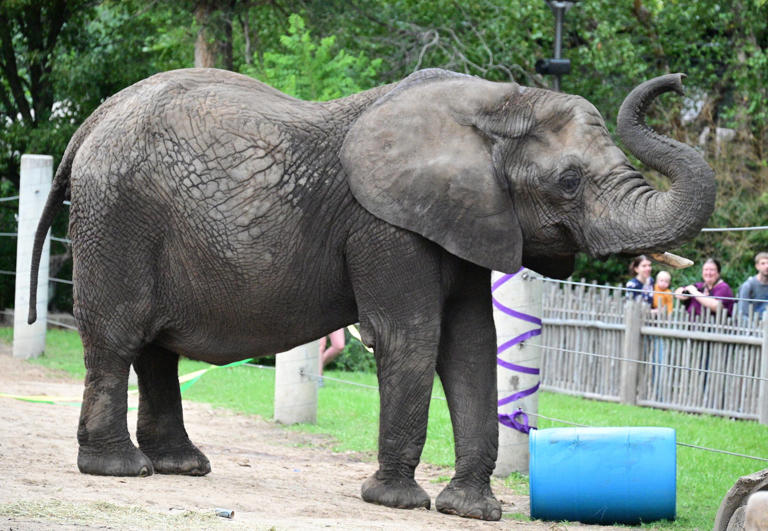 Topeka Zoo announces the passing of Tembo the elephant