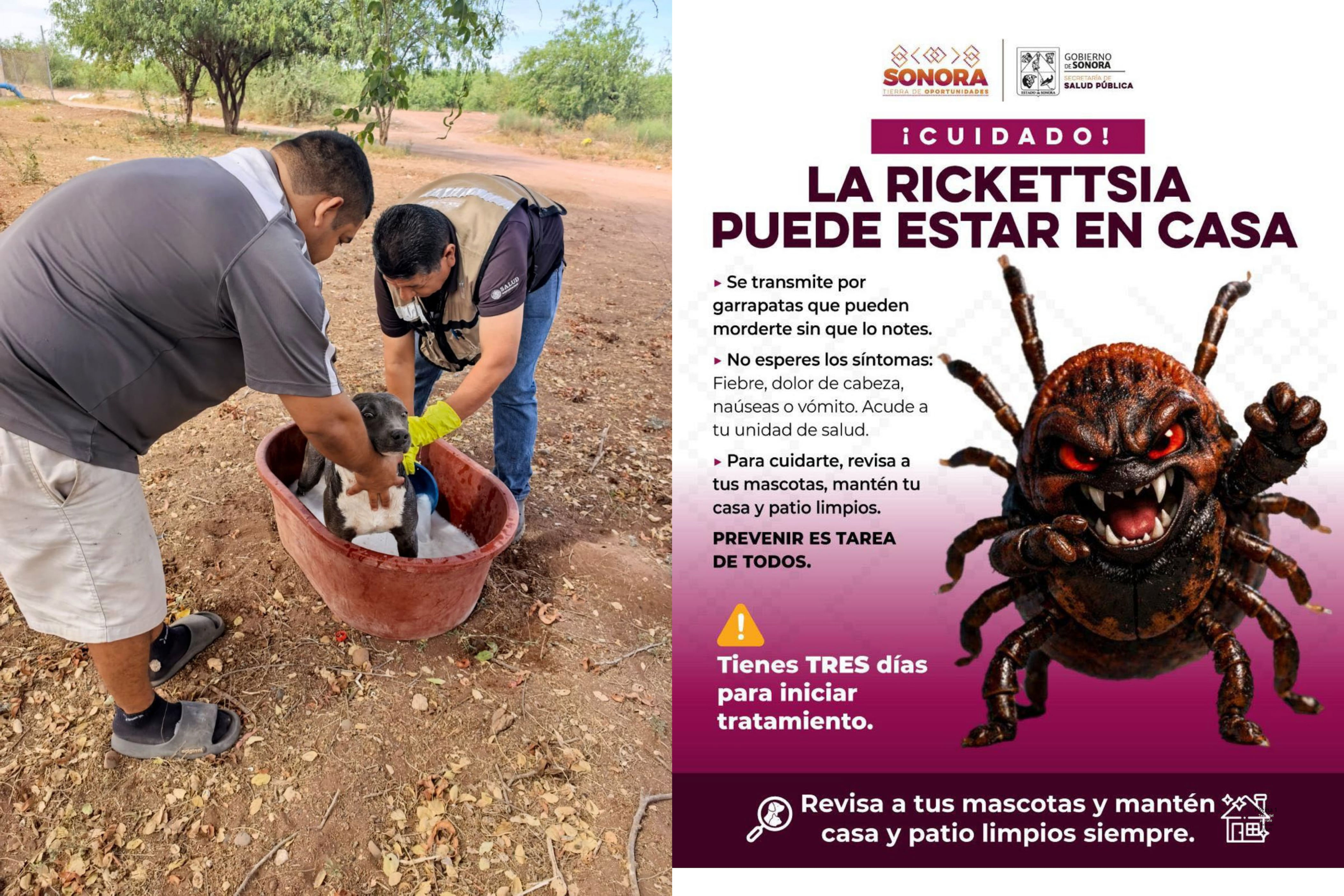 Vecinos denuncian plaga de garrapatas en la colonia Palo Fierro de ...
