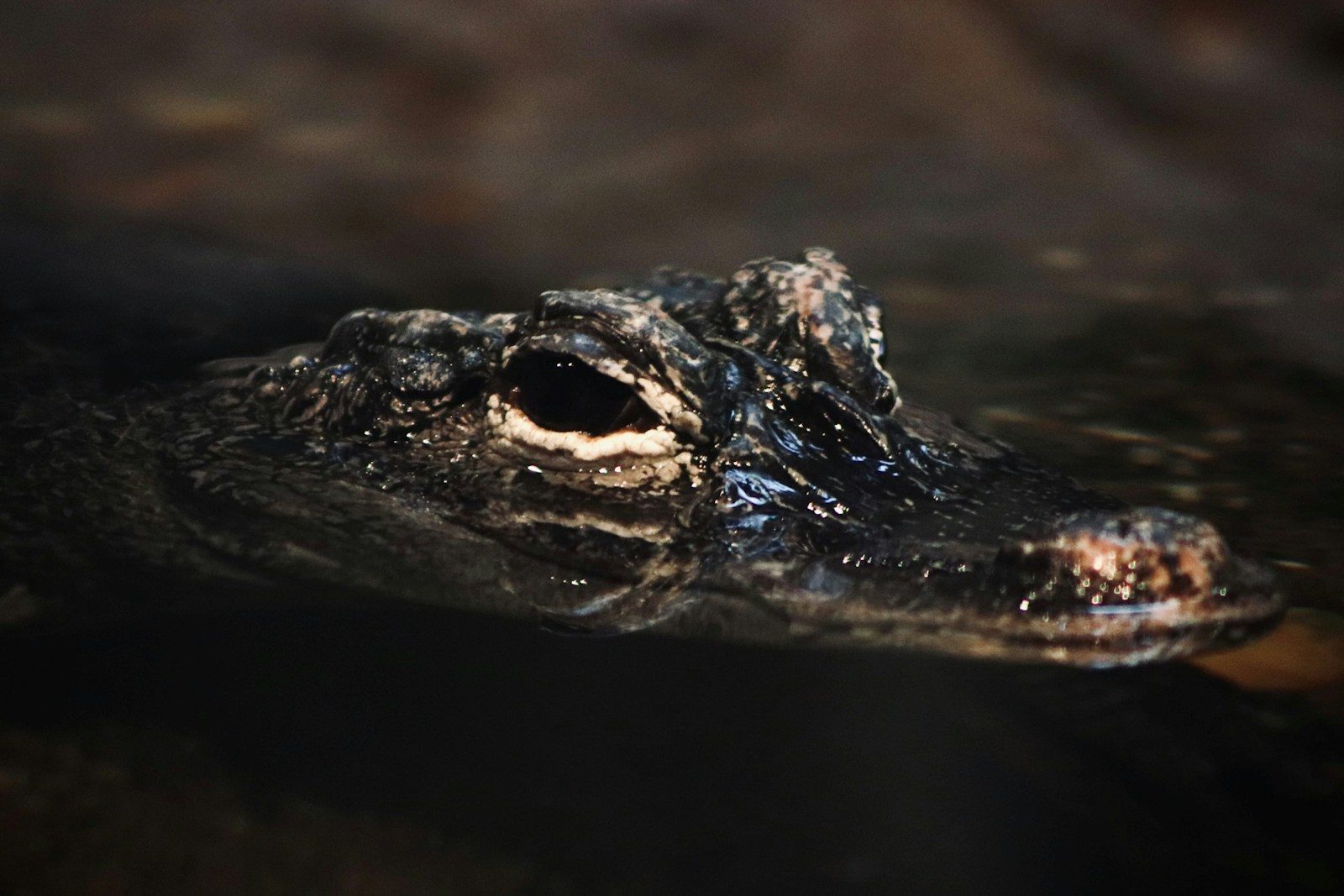 A black caiman attack on an 11-year-old leaves bystanders helpless to ...